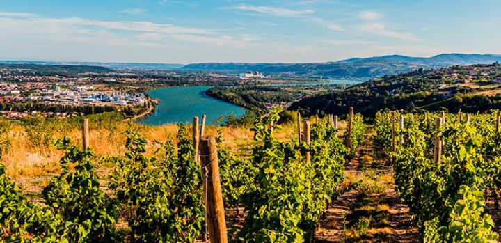 Les vins rouges du Rhône – Vinispi