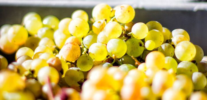 Chasselas, Cépage blanc Suisse – Vinispi