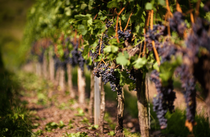 Understanding vine anatomy – Vinispi