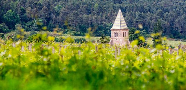 Fixin 1er Cru: Little-known pearls of the Côte de Nuit – Vinispi