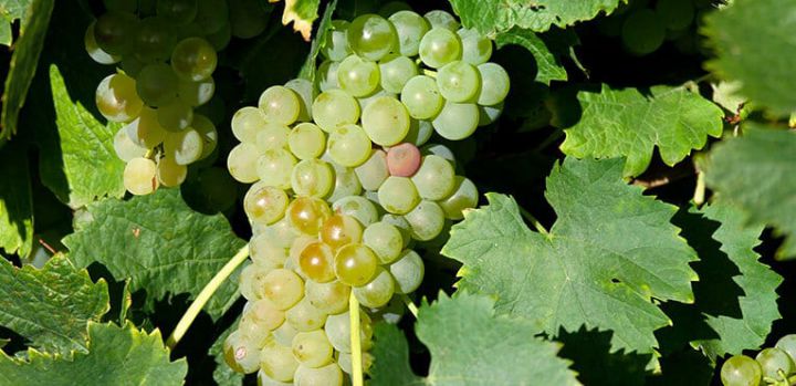 The Colombard grape variety – Vinispi