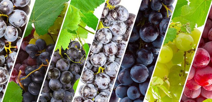 The 10 most planted grape varieties in the world – Vinispi