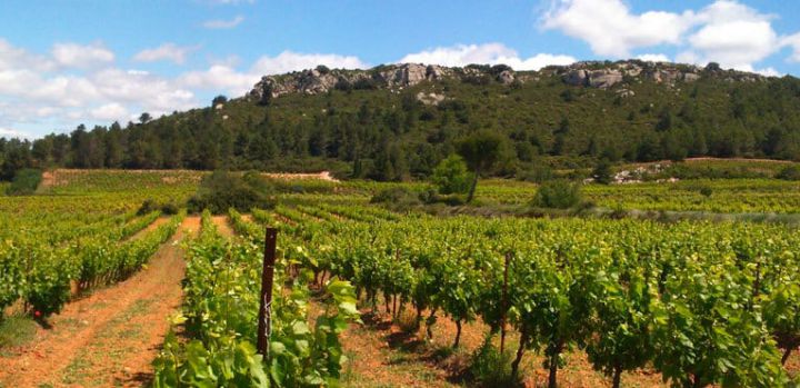 Château Aiguilloux, domaine du terroir Boutenac – Vinispi