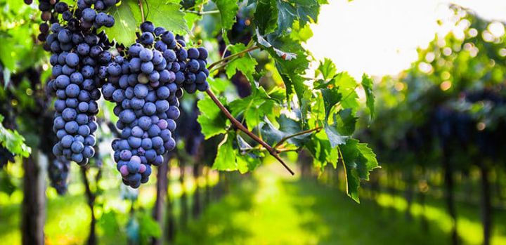 Focus on Zinfandel, California’s star grape variety – Vinispi